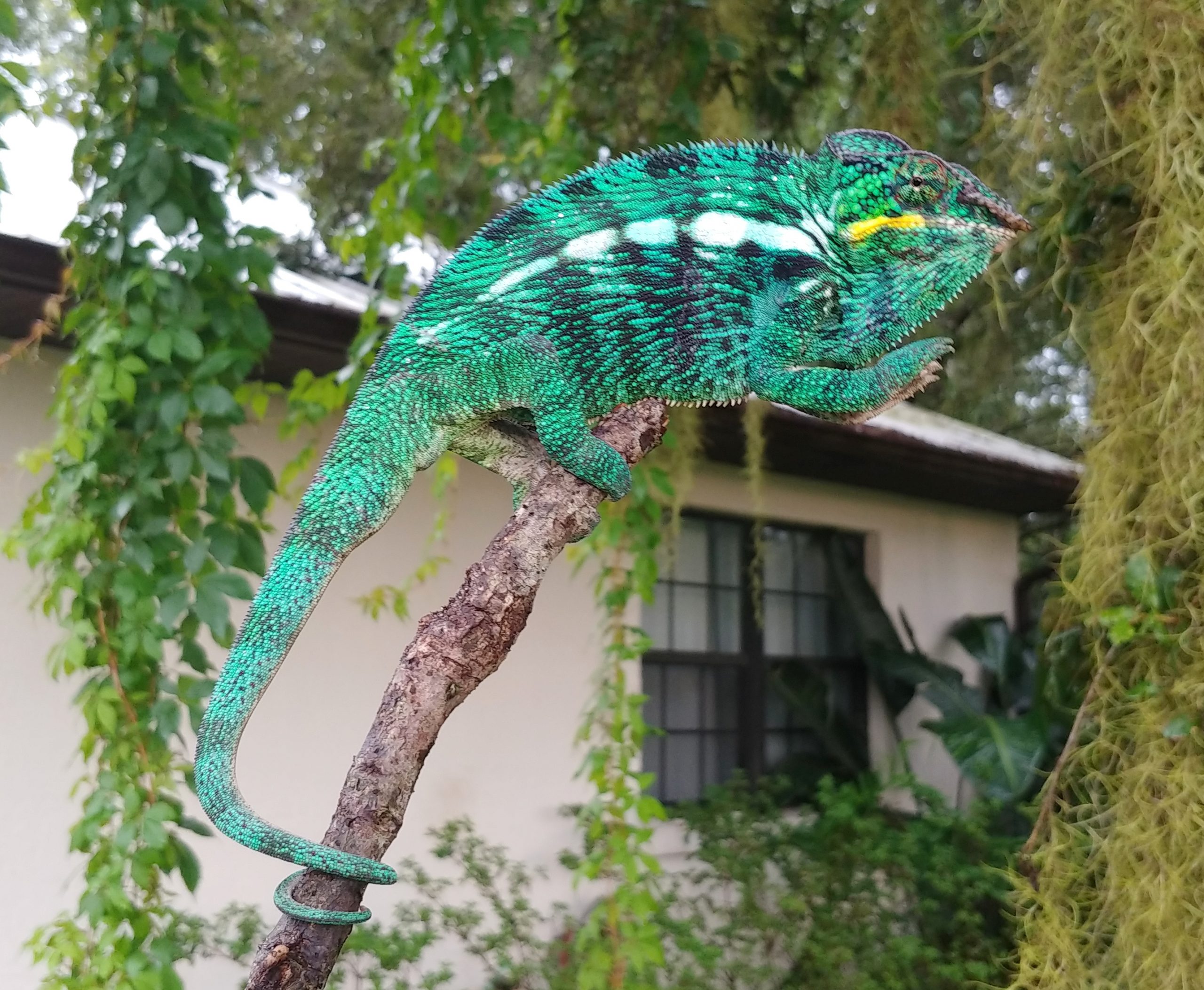 Vibrant Reptiles – Vibrant Reptiles
